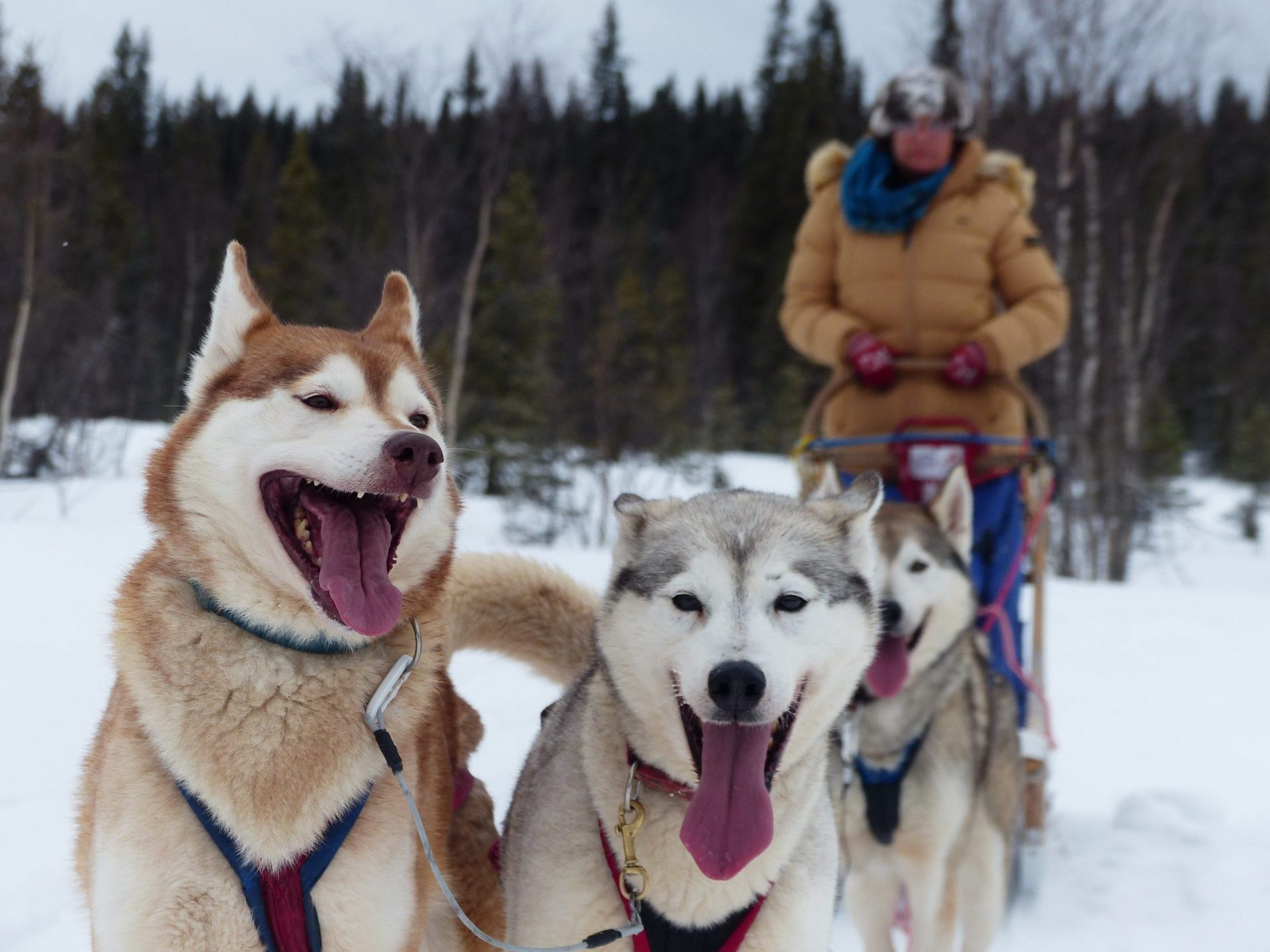 Nature Travels förmedlar fem-dagars tur längs Vildmarksvägen med ...